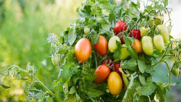 How to use the tomato string method: an expert guide | Homes and Gardens