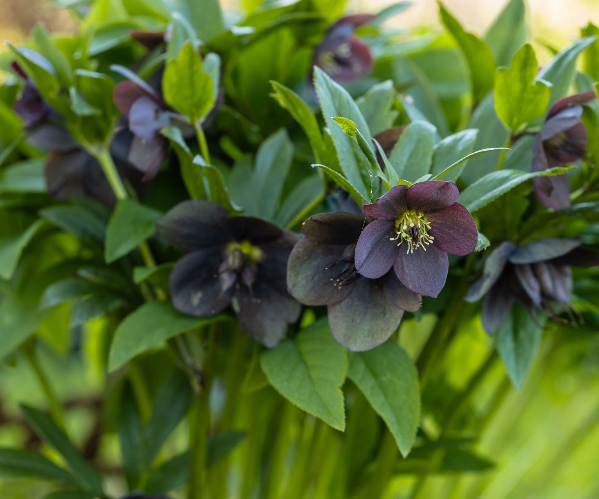 Grow These Types Of Black Flowers For A Moody Spring Garden | Gardening ...