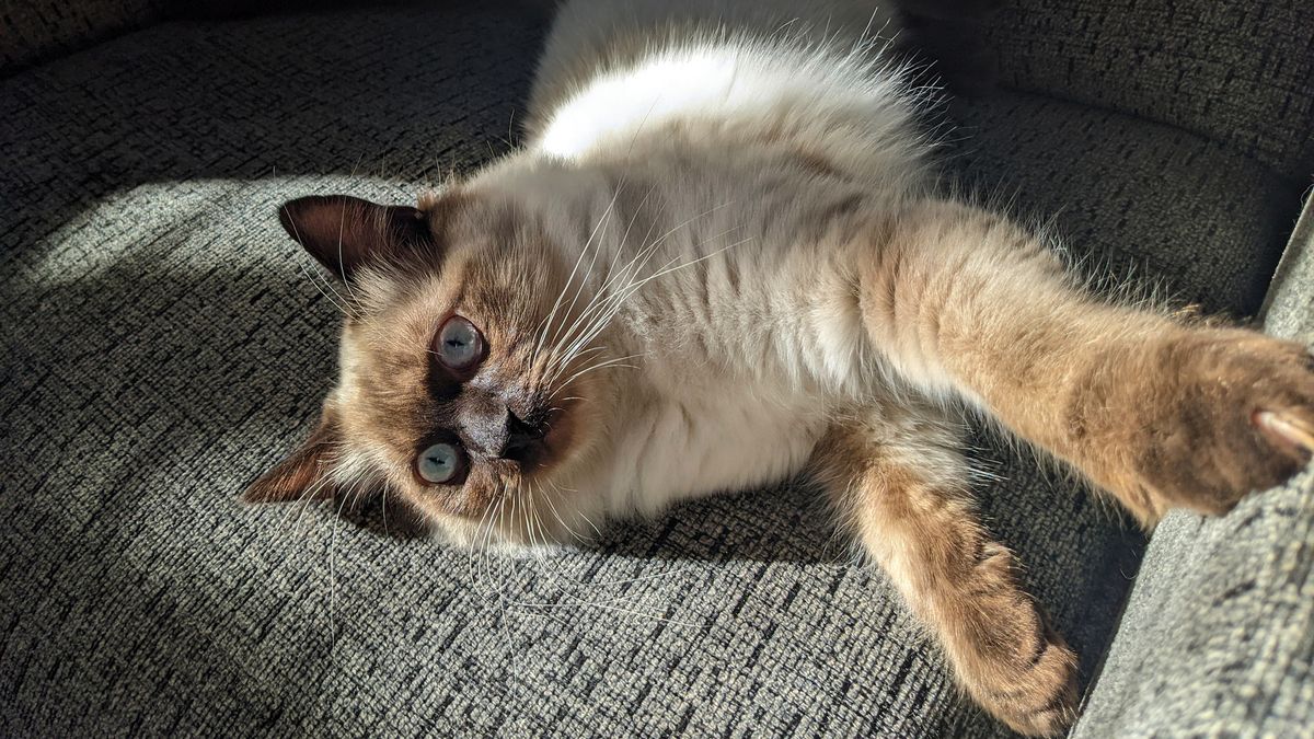 32 fun facts about ragdoll cats | PetsRadar