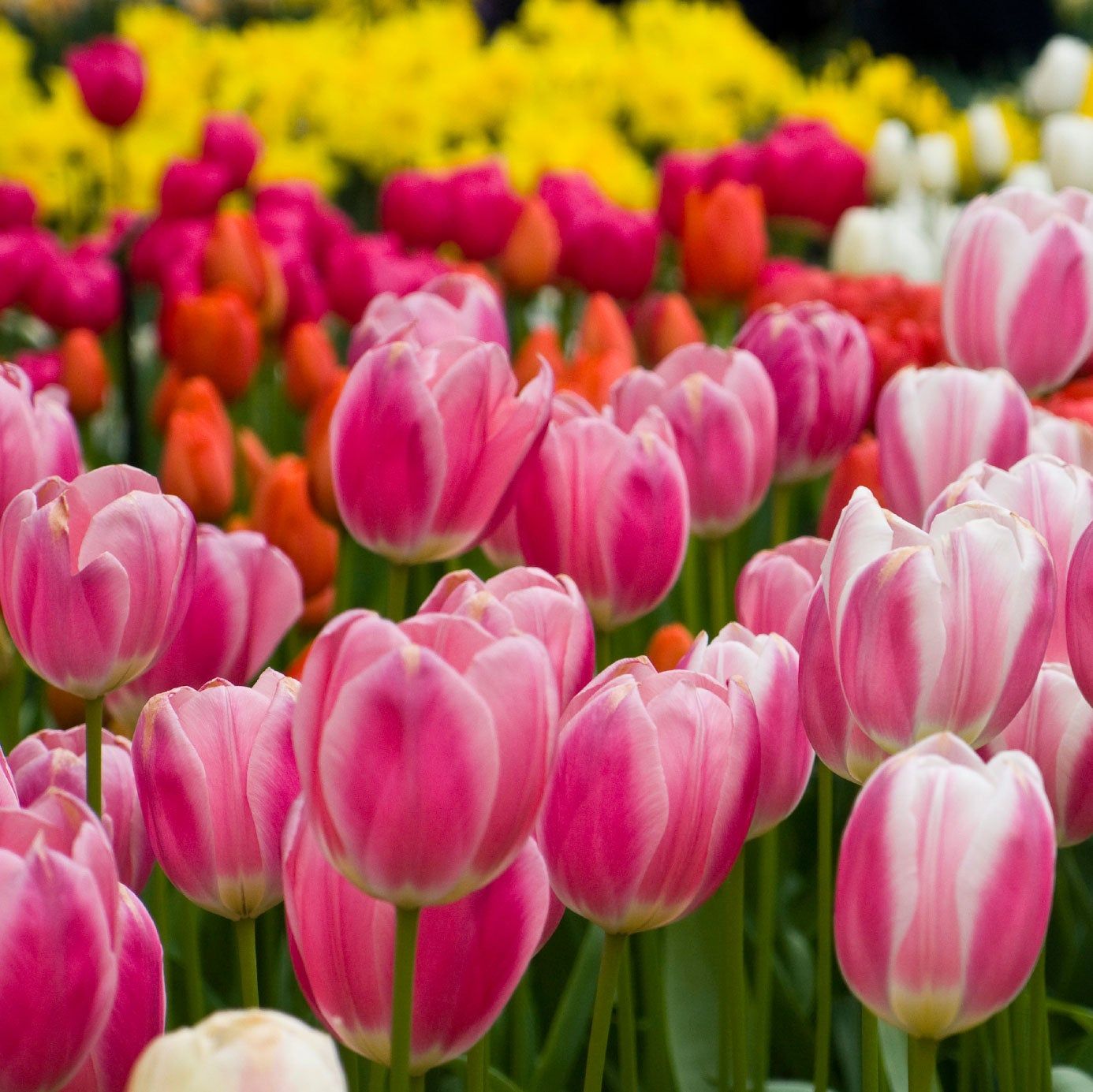 Tulip Fertilizer: How And When To Fertilize Tulips | Gardening Know How