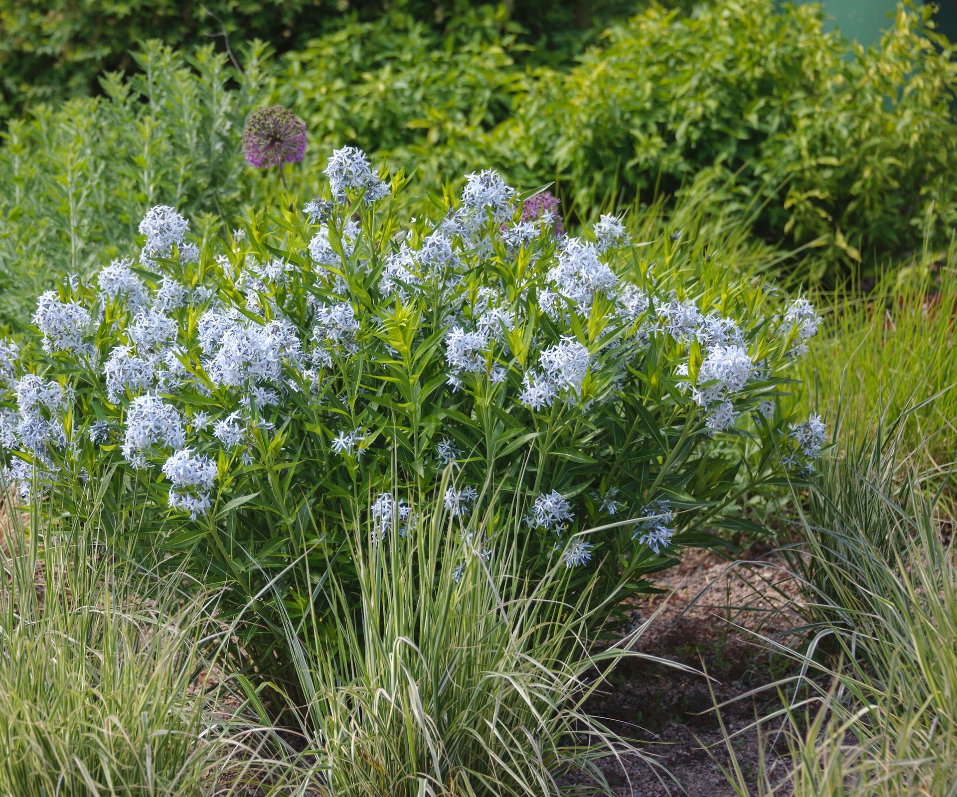 How to grow Arkansas blue star: expert native plant advice | Homes and Gardens