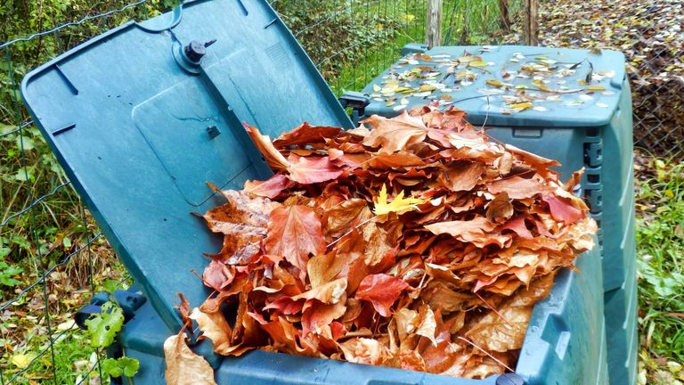 Leaf Mold vs. Compost: Which Is Best for Your Garden? | Gardening Know How