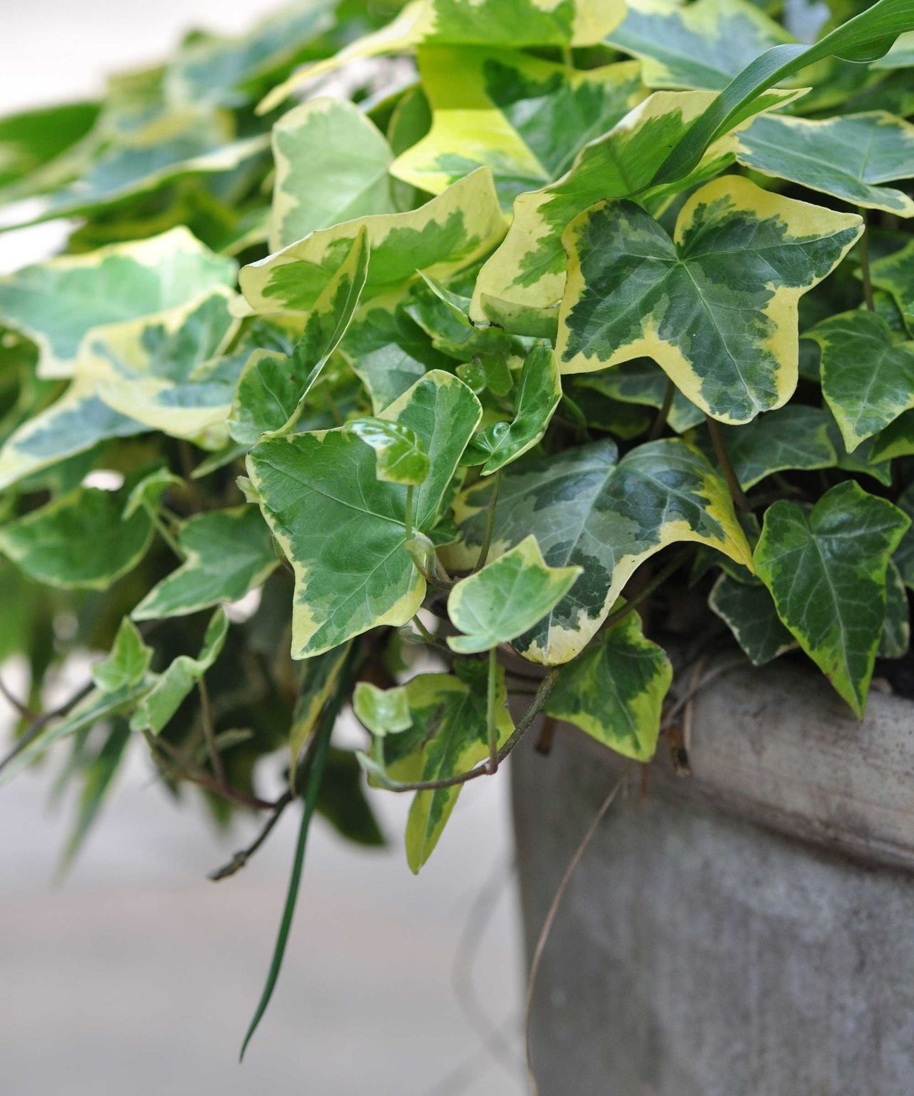 Ivy care and growing guide: tips for these climbing vines | Gardeningetc