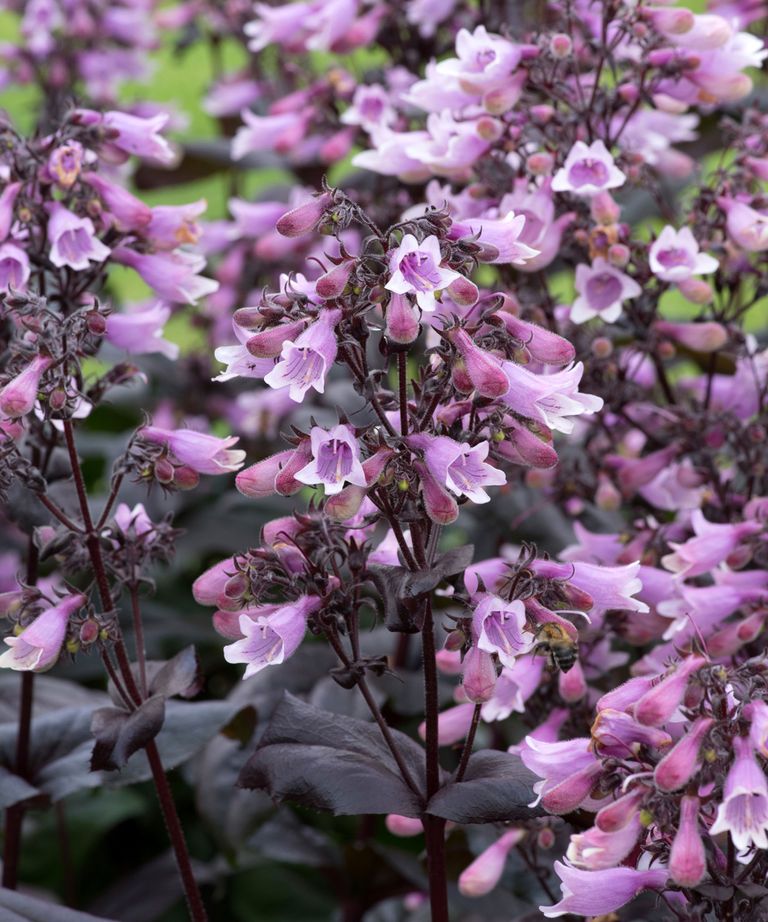 16 beautiful penstemon varieties for your planting scheme | Gardeningetc