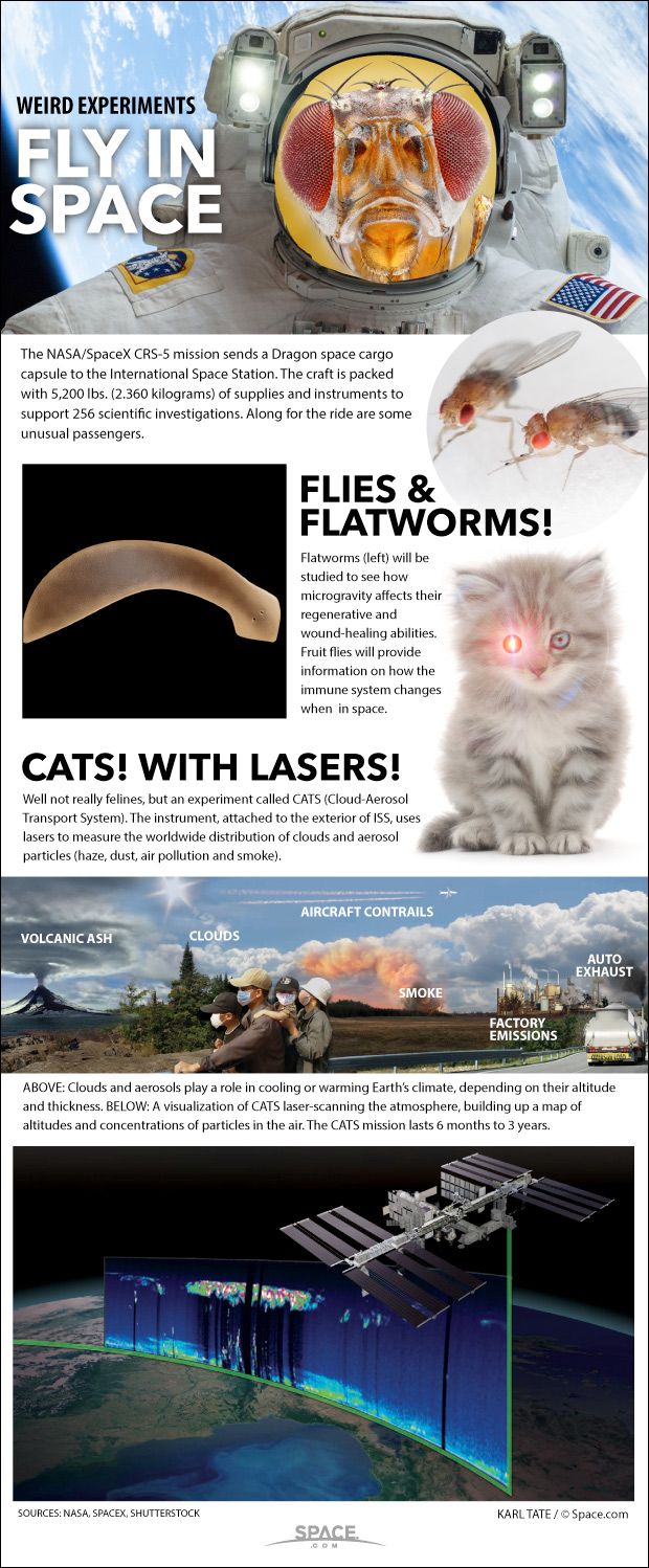 Weird Passengers on SpaceX's Dragon Delivery to ISS (Infographic) | Space