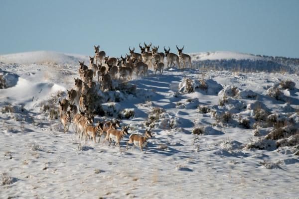 Quest for Survival: Photos of Incredible Animal Migrations | Live Science
