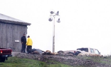 Ohio zoo escape: Should authorities have shot the animals? | The Week