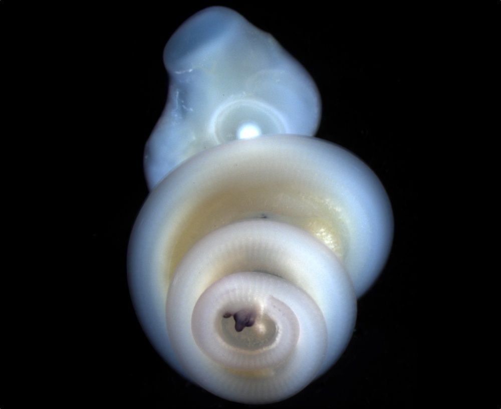In Photos: How Snake Embryos Grow a Phallus | Live Science