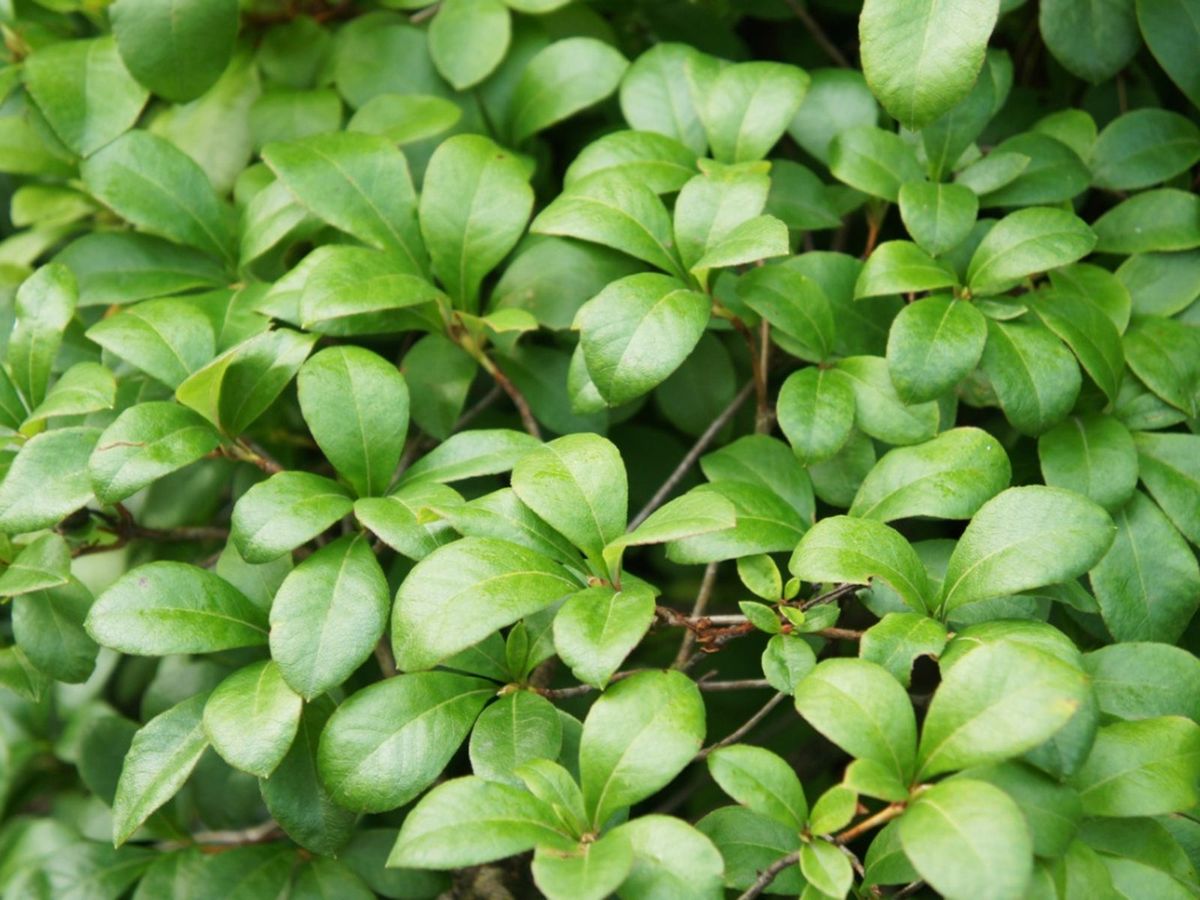 Swamp Azalea Care: Swamp Azalea Growth Requirements | Gardening Know How