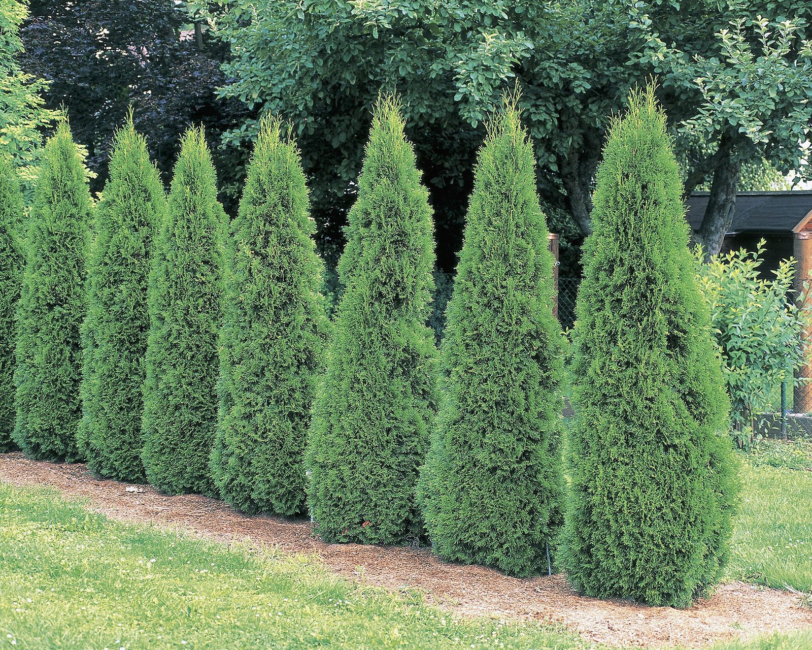 Best backyard trees: 10 choices for yards big or small | Gardeningetc