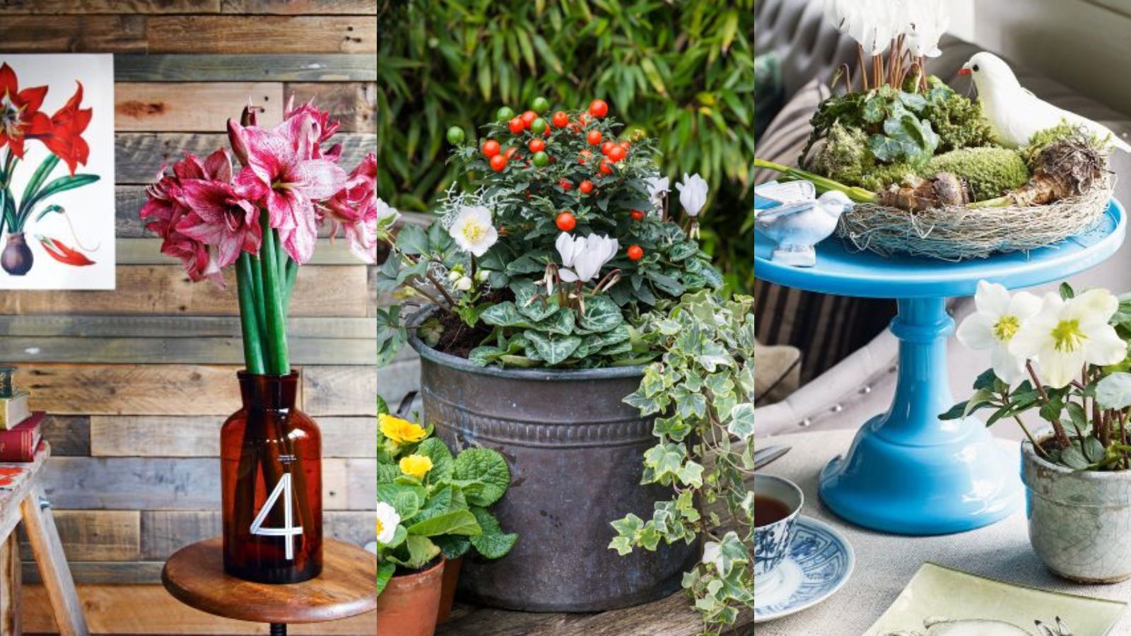 Best Christmas plants and flowers: 13 buys for home or gifts | Homes ...