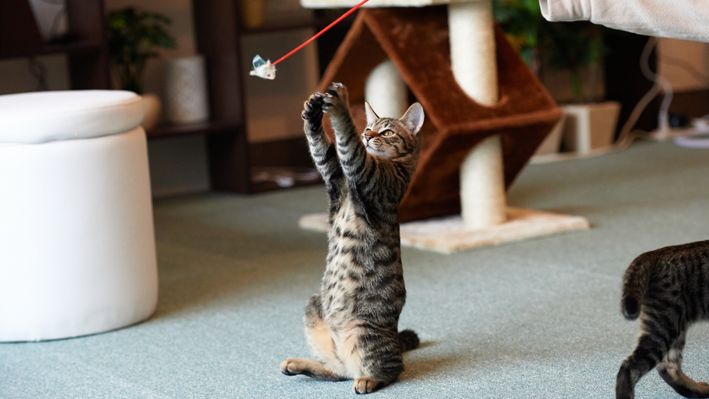 5 reasons why your cat wants to play all the time (and how to keep them ...