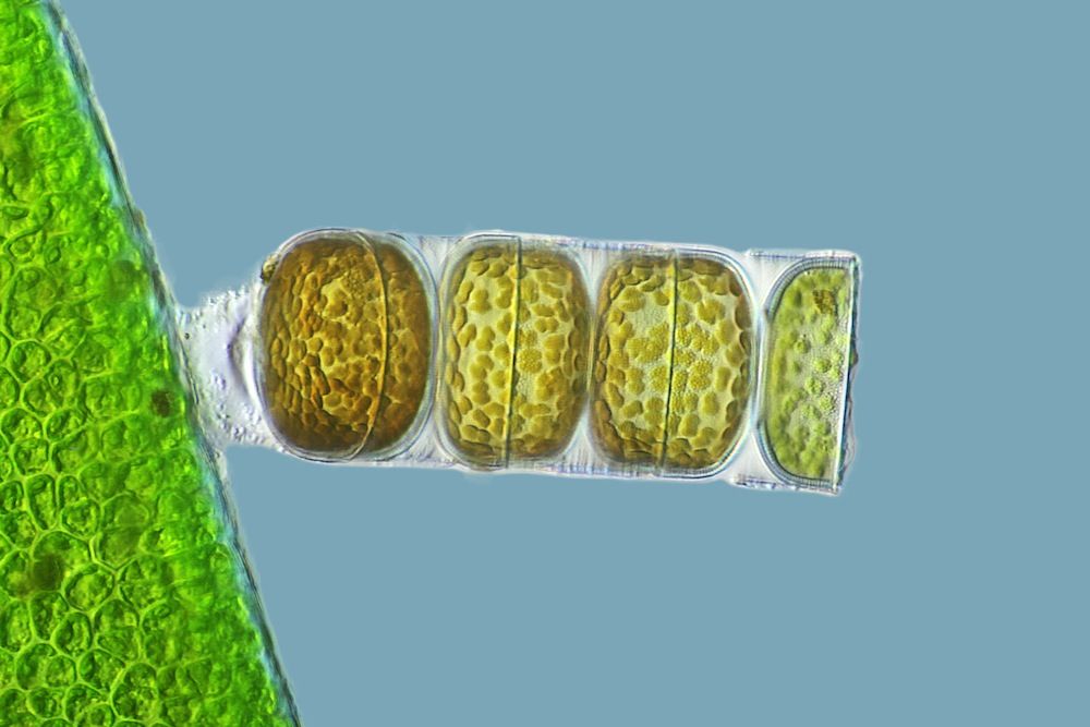 Tiny Grandeur: Stunning Photos of the Very Small | Live Science