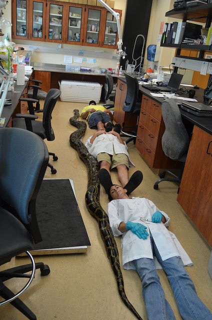 Nearly 19 Feet! Longest Burmese Python Captured in Florida | Live Science