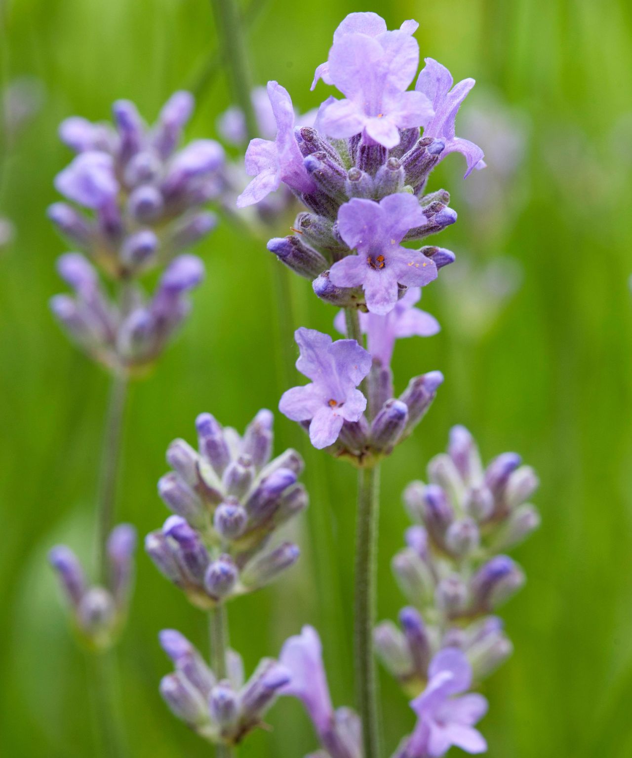 Types of lavender: 15 stunning varieties to grow | Gardeningetc