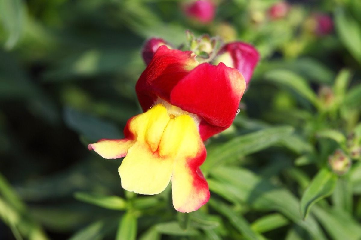 Hybridizing Snapdragons Plants: Guide To Cross Pollinating Snapdragons ...