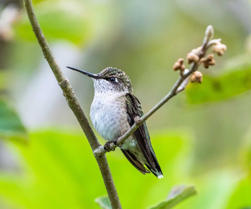 Hummingbird perches – how to offer them in your backyard | Homes and ...