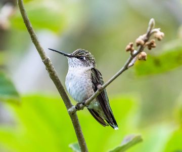 Hummingbird perches – how to offer them in your backyard | Homes and ...