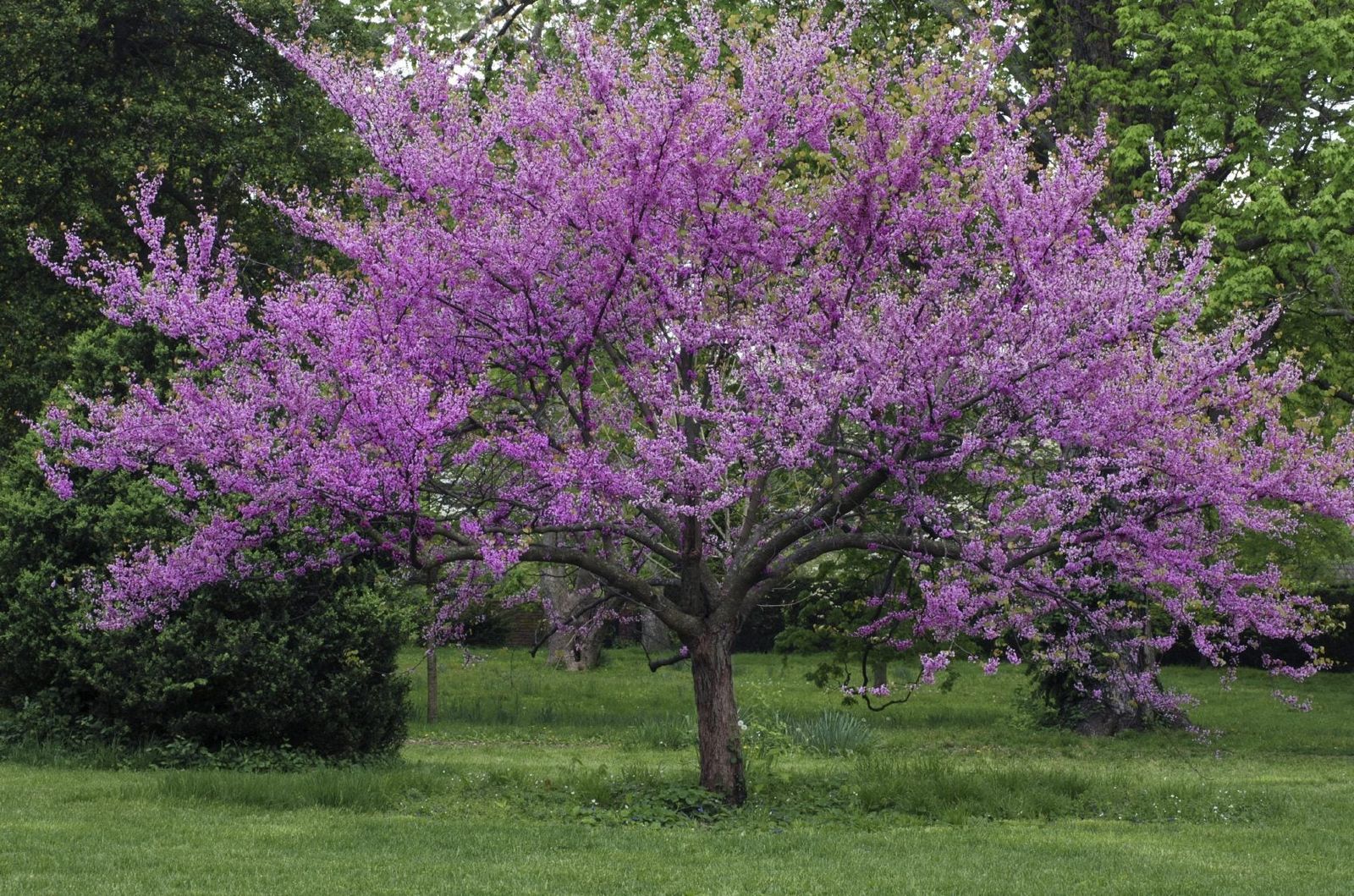 Shade Loving Trees - Learn About Trees That Grow In Shade | Gardening ...