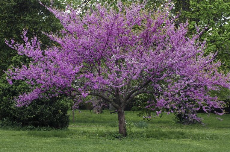 Shade Loving Trees - Learn About Trees That Grow In Shade | Gardening ...