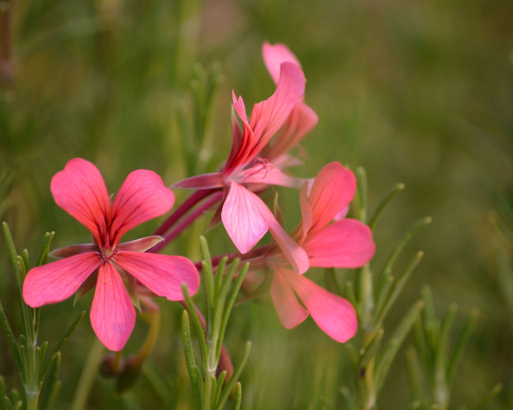 Mediterranean plants: the 10 best to grow in your backyard | Homes and ...