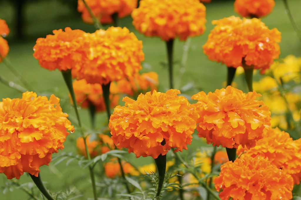 How to grow marigolds: add intense color to borders and containers ...