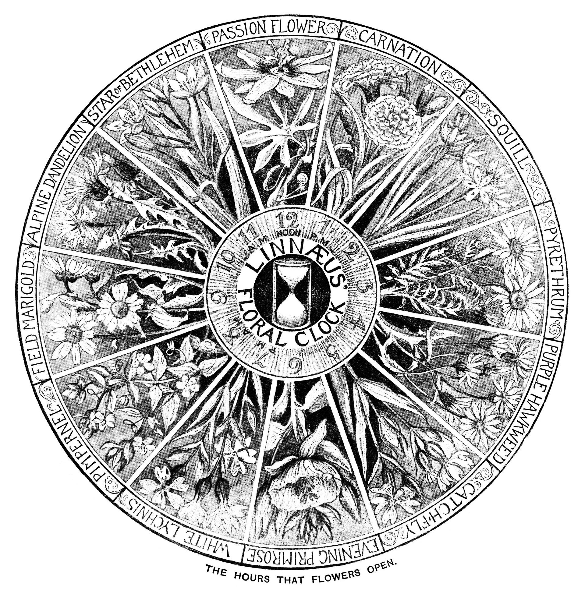 Curious Questions: What is Linnaeus’s Flower Clock? | Country Life