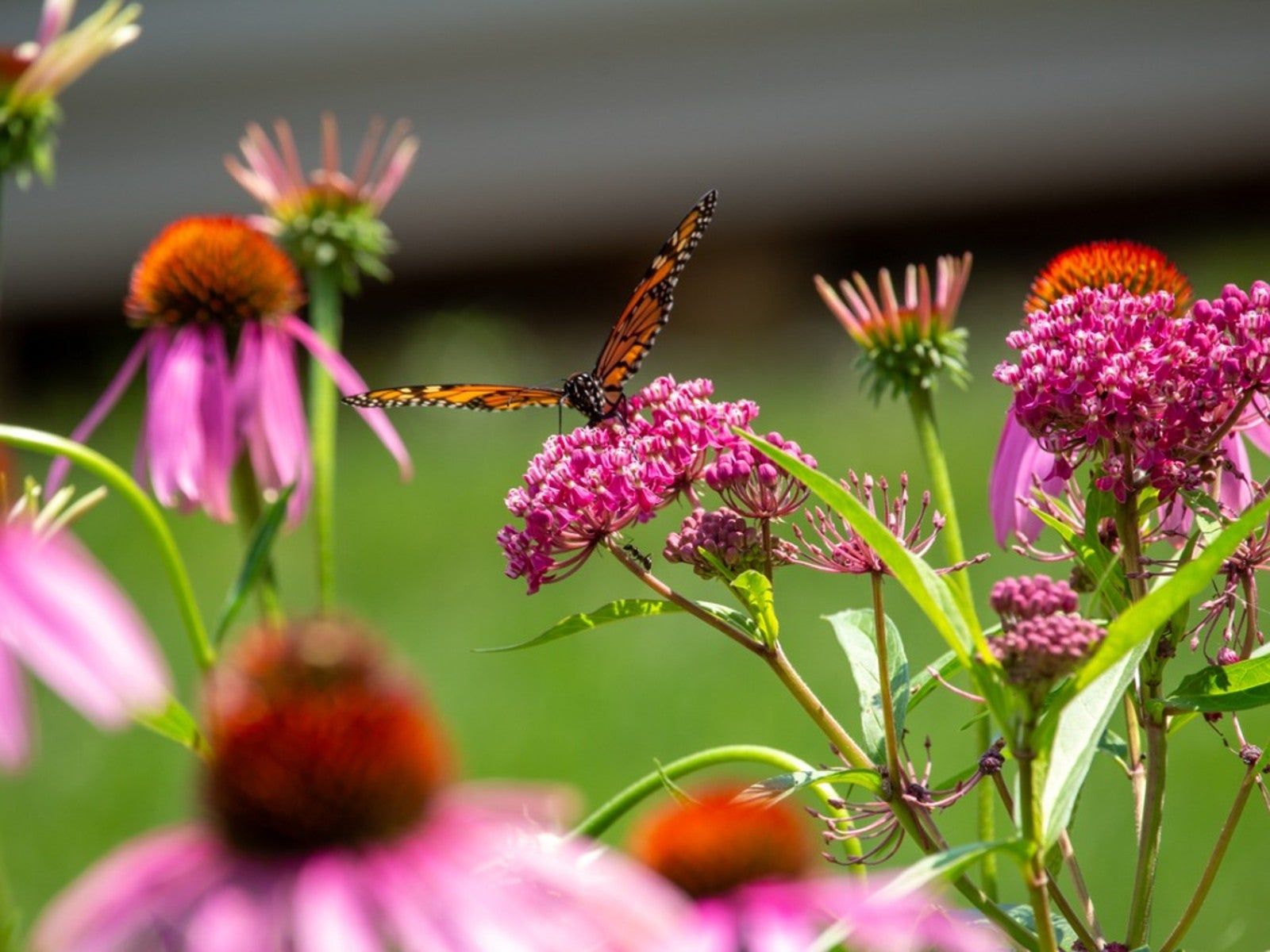 Native Plants In Ohio, Indiana, Kentucky, And The Central Region ...