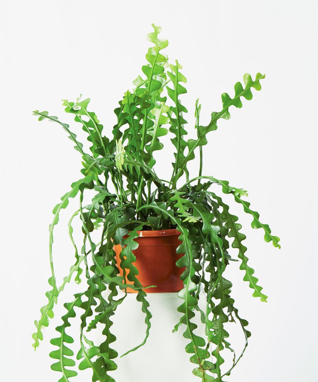 Best indoor hanging plants: 12 trailing varieties | Homes and Gardens