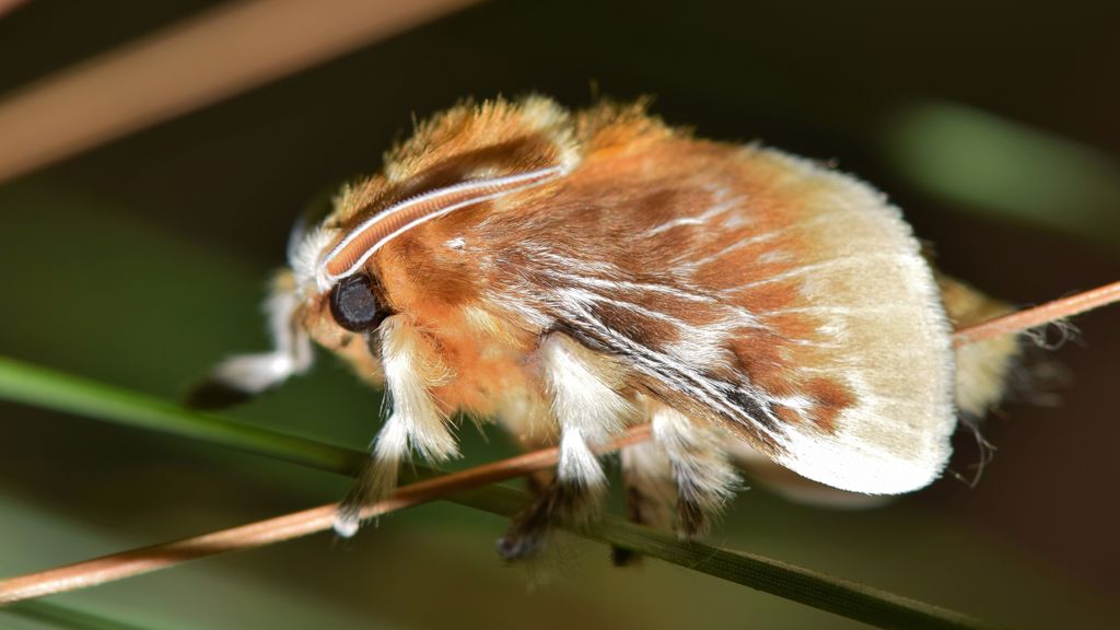 Fuzzy caterpillar has sting 'like being hit with a baseball bat," and ...