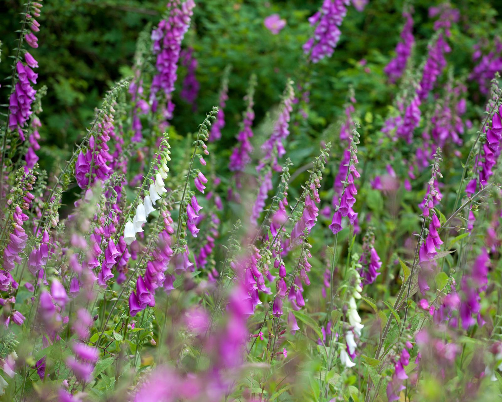 Poisonous plants: 10 toxic plants to avoid in your backyard | Homes and ...