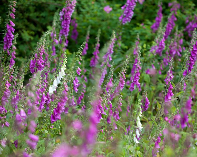 Foxgloves care and growing guide: expert tips for success | Homes and ...