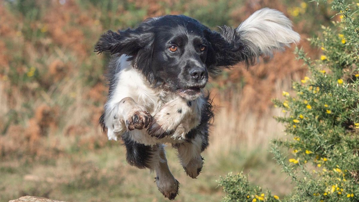 Highest jumping dogs: 20 that can reach impressive heights | PetsRadar