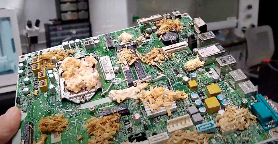 Lab Demos ‘Living’ PC Powered by Mushrooms | Tom's Hardware