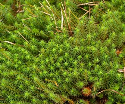Types of moss: 5 versatile evergreen plants | Homes and Gardens
