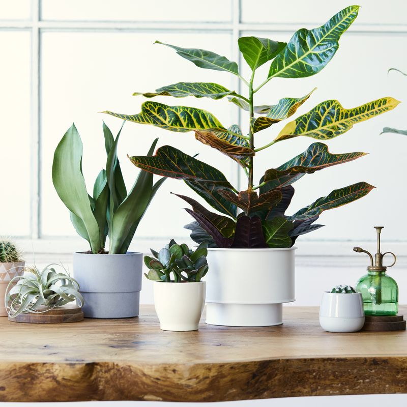 Tips & Information about Houseplants - Page 5 | Gardening Know How