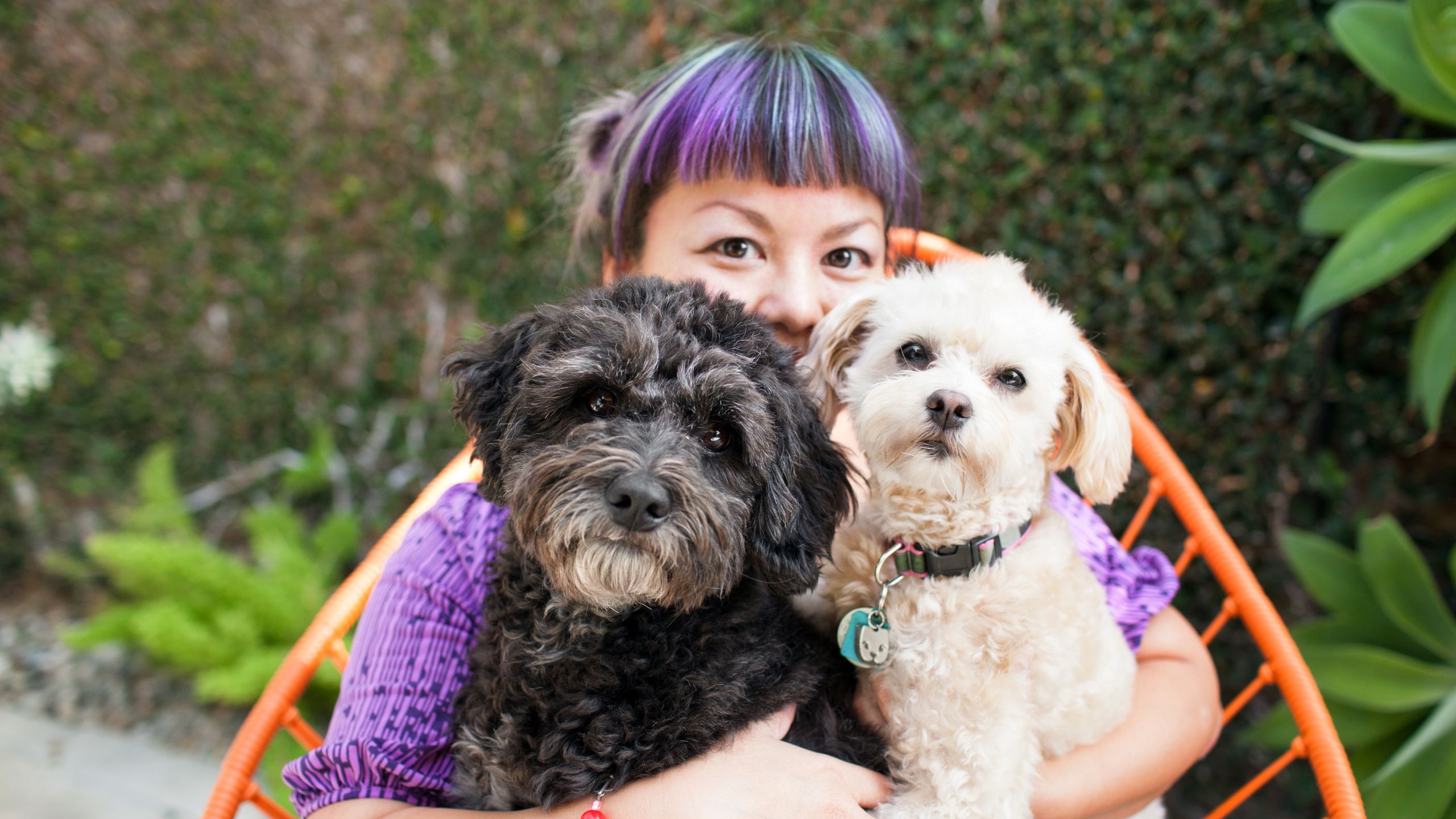 Here’s how to get two dogs from different households to get along ...