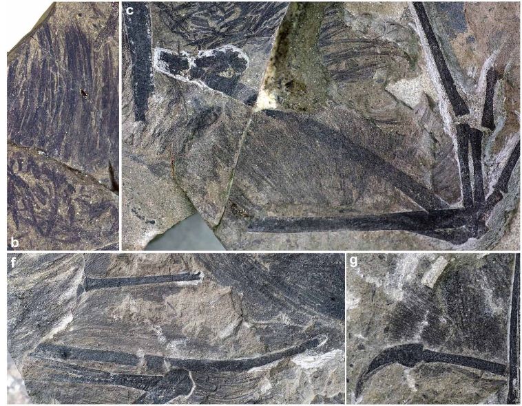 In Photos: Bizarre 'Bat Dinosaur' Discovered in China | Live Science