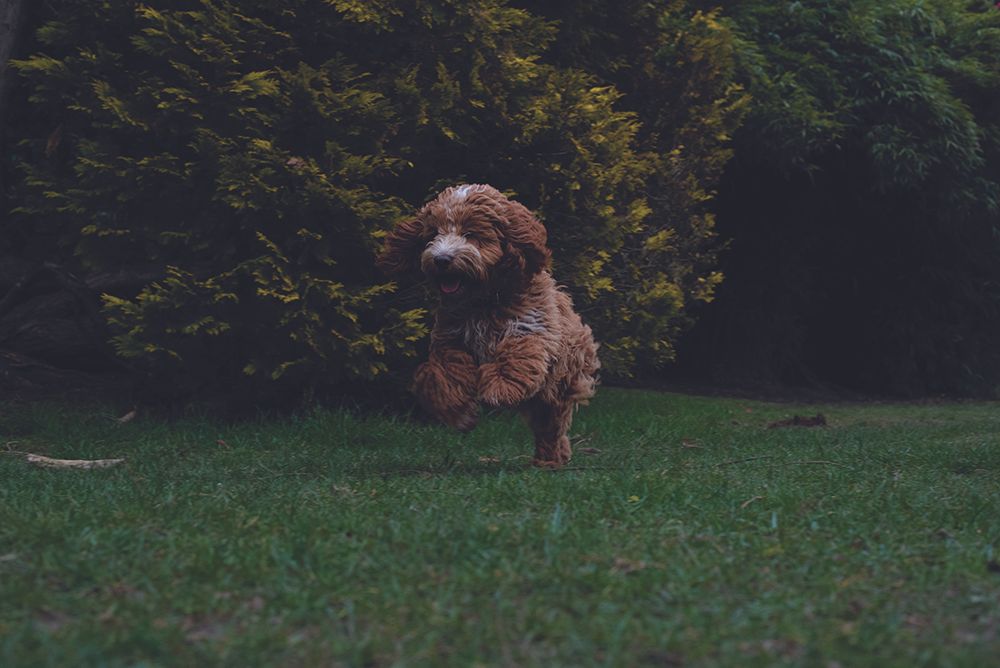 Dog photography: how to shoot action shots of running dogs | Digital ...