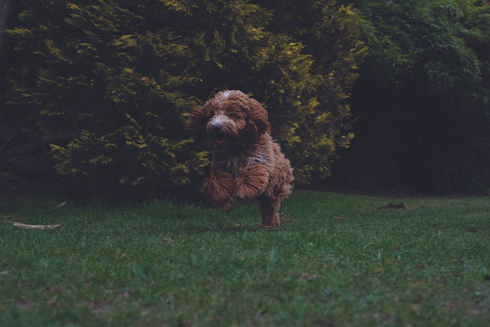Dog photography: how to shoot action shots of running dogs | Digital ...