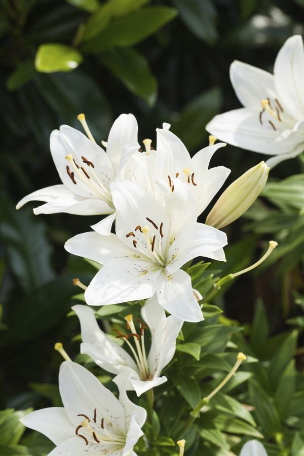 Tips & Information about Lilies | Gardening Know How