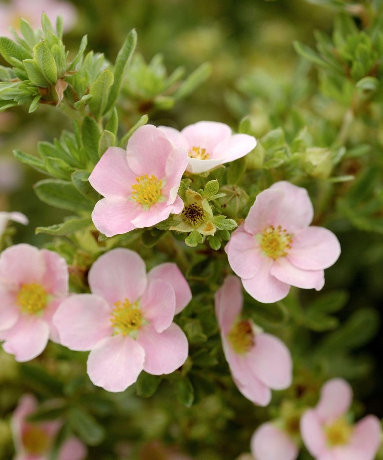 Potentilla varieties: 15 pretty types to take your pick from | Gardeningetc