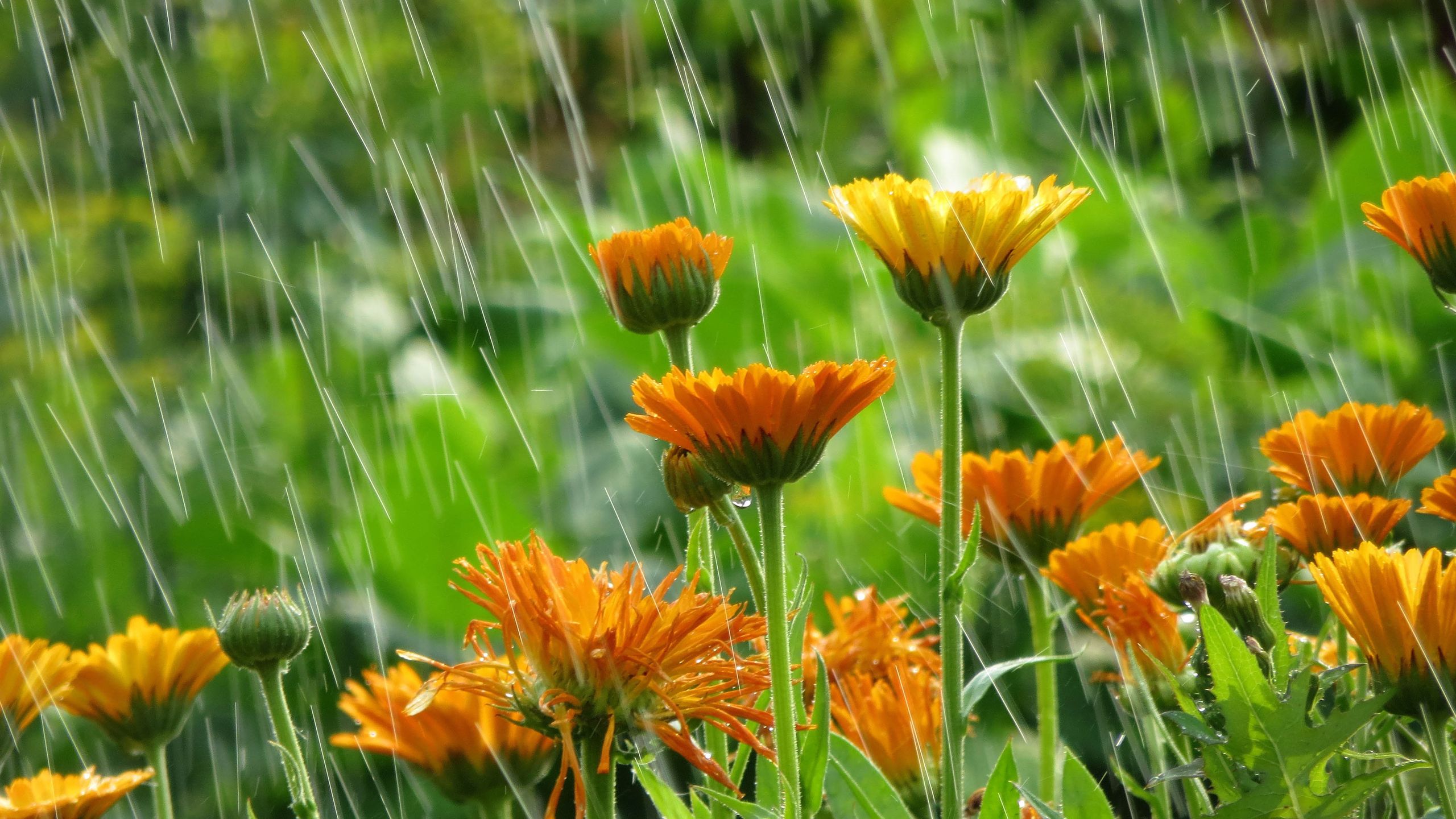 7 ways to collect and reuse rainwater | Tom's Guide