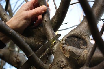 How to prune an apple tree – and when to do it | Homes and Gardens