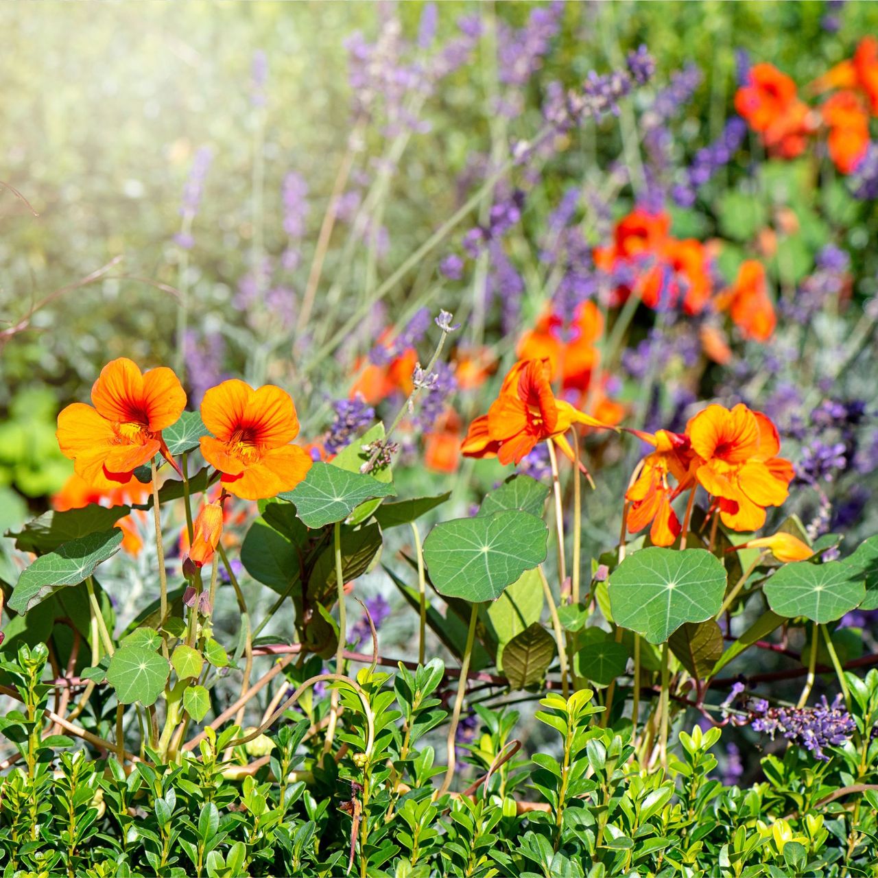 Edimentals: 9 pretty vegetables to grow in flower beds | Ideal Home