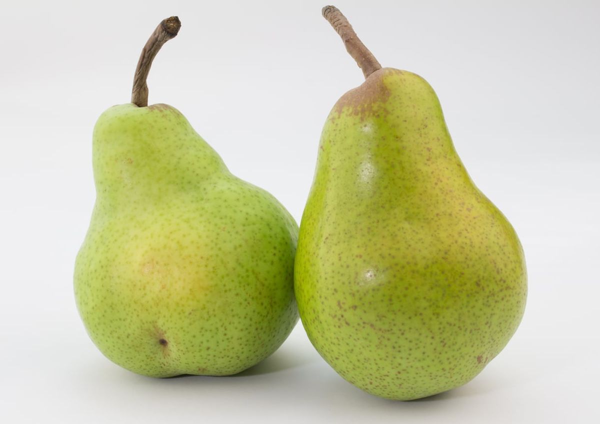 Tosca Pear Trees – Learn How To Care For Tosca Pear In The Garden ...