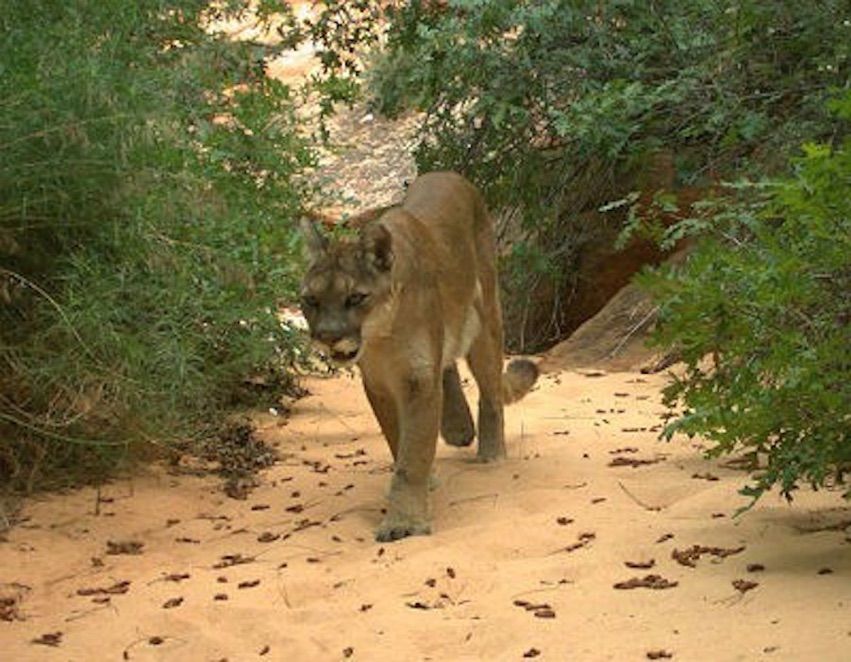 In Photos: Elusive Mountain Lions Come Out of Hiding | Live Science