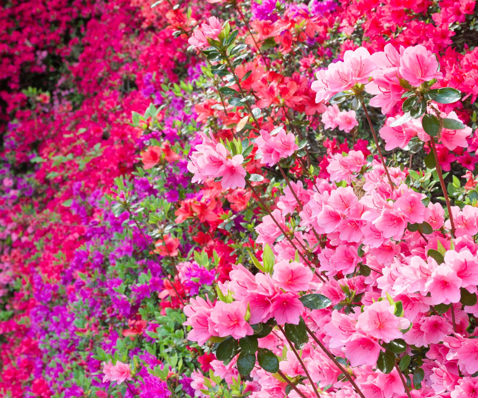 15 Amazing Types Of Azaleas For Jaw-Dropping Spring Color | Gardening ...