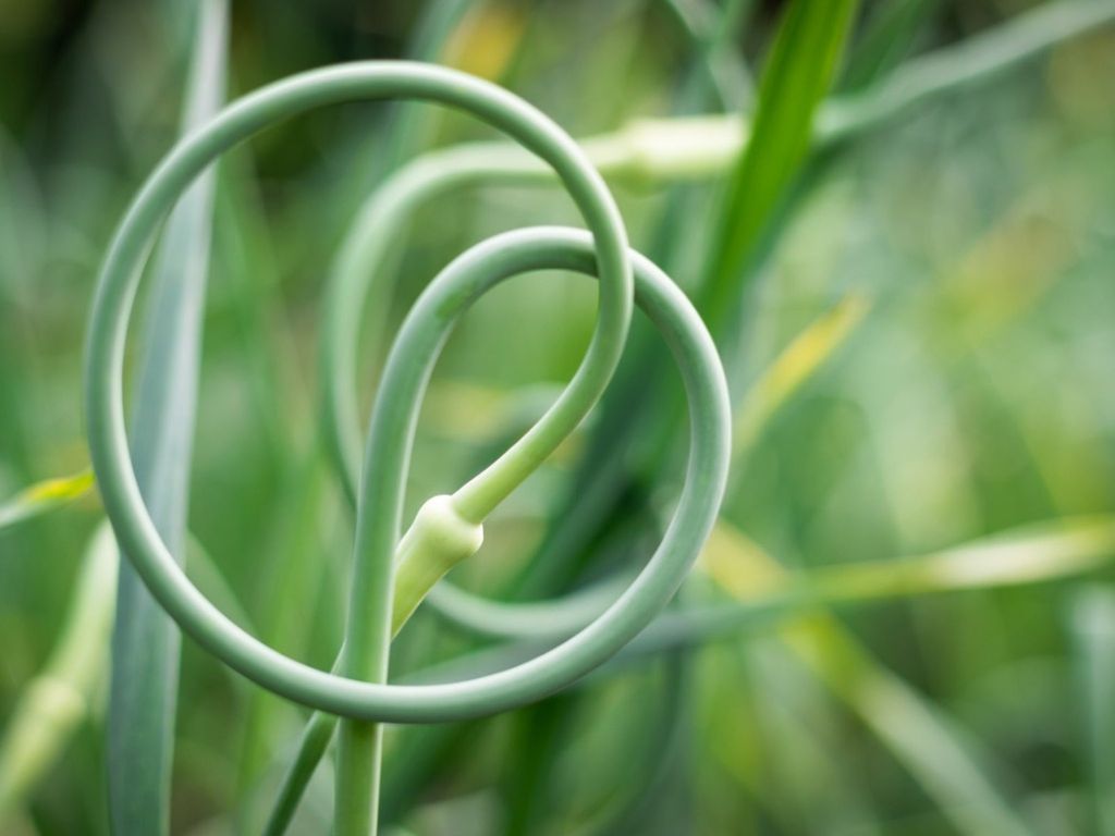 Growing Garlic Scapes: What Is A Garlic Scape And How To Harvest Them ...
