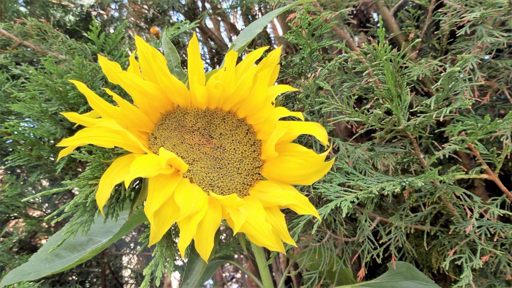 Cat S42 Rugged Smartphone review | TechRadar